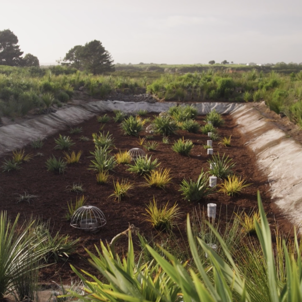 Stormwater360 | Filterra Bioscape Case Study, Auckland NZ