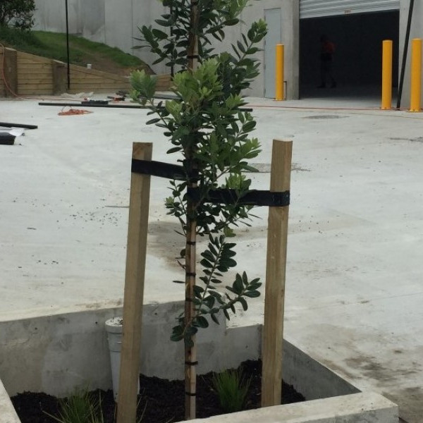 Filterra® case study at Westgate Development